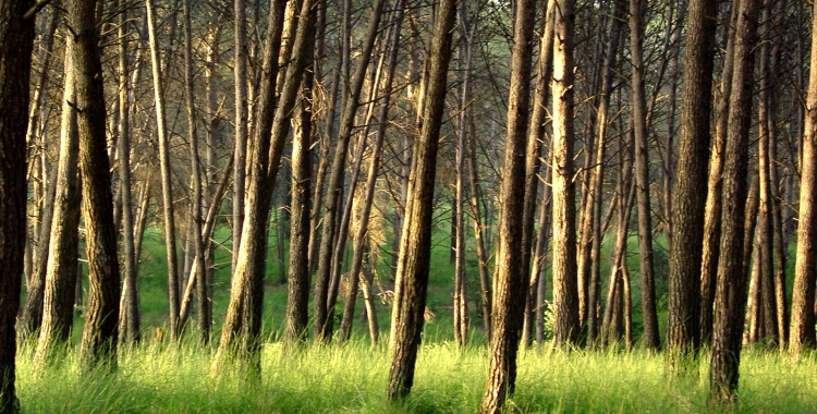 Diferents entitats impulsen una campanya per apadrinar arbres pel bosc ...