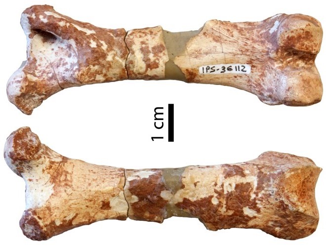 L'ICP descobreix el primer fòssil de pangolí de la península Ibèrica