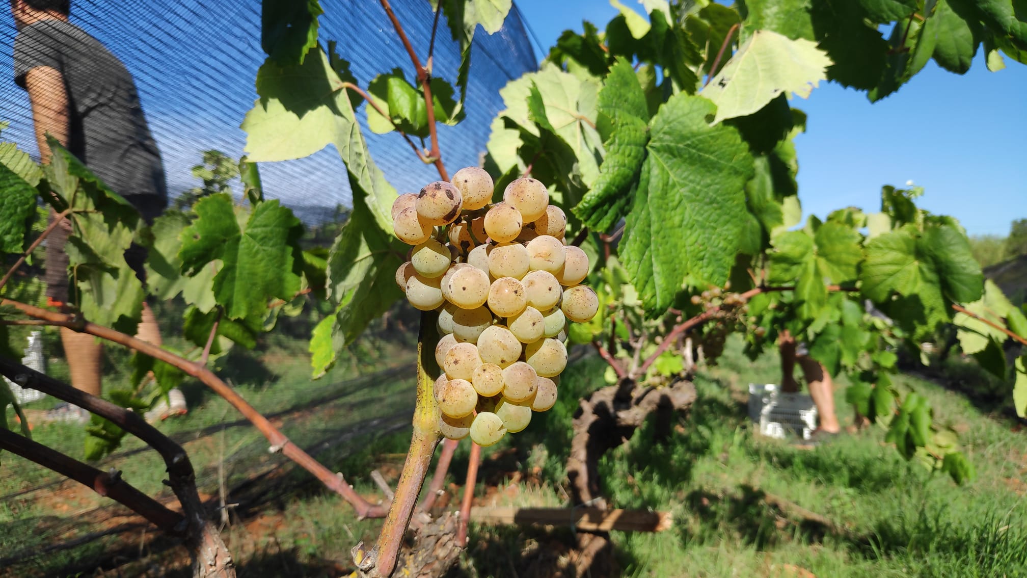 La verema del Parc Agrari dona el mateix raïm però amb menys pes ...